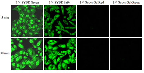 Super GelRedTM, 10,000× in water XY9001S - 信裕生物 - 信裕生物-试剂盒,ELISA试剂盒, 检测试剂盒,抗体,细胞系,原代细胞,ATCC细胞,重组 ...